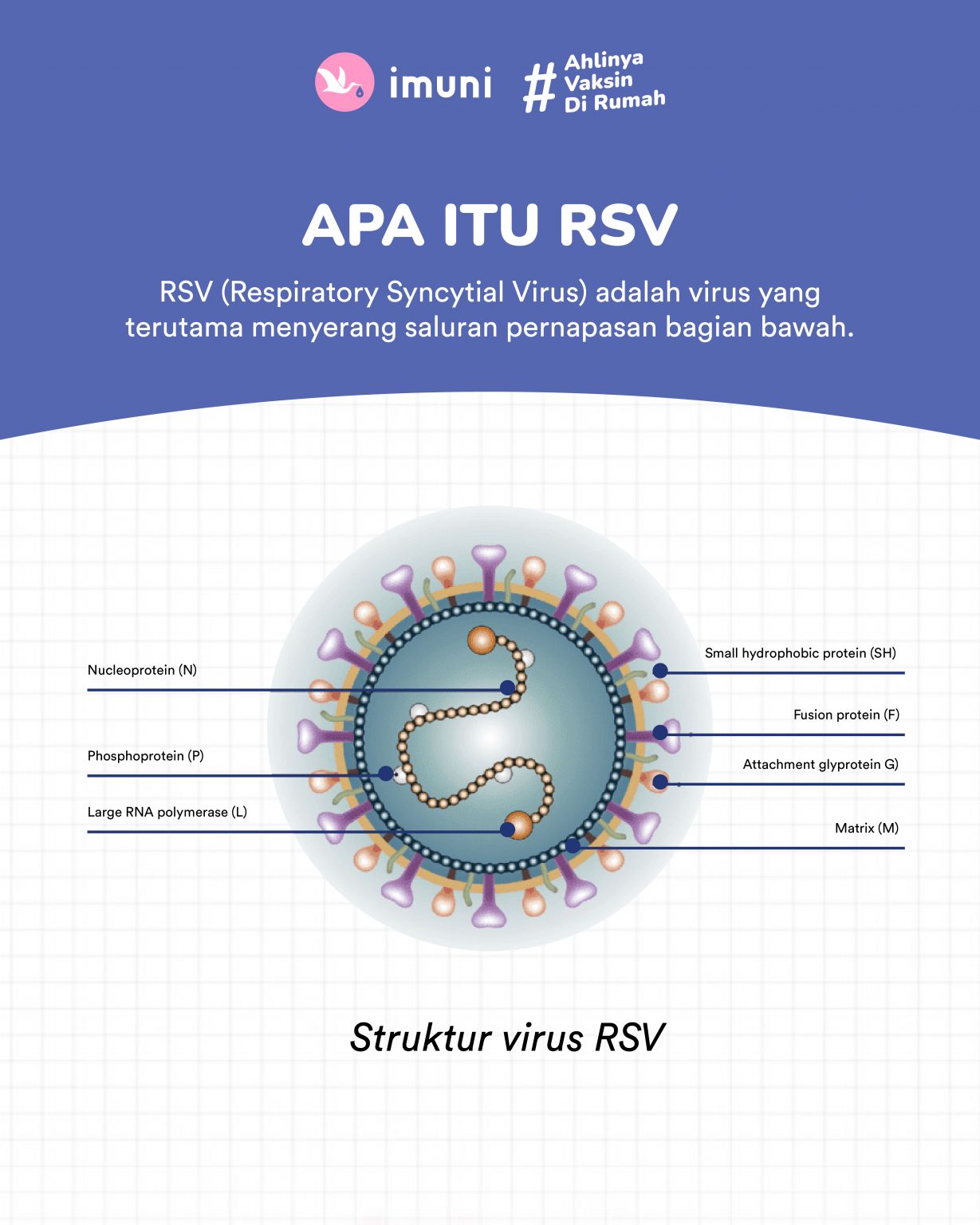 VAKSIN RSV AREXVY SUDAH TERSEDIA DI IMUNI - imuni