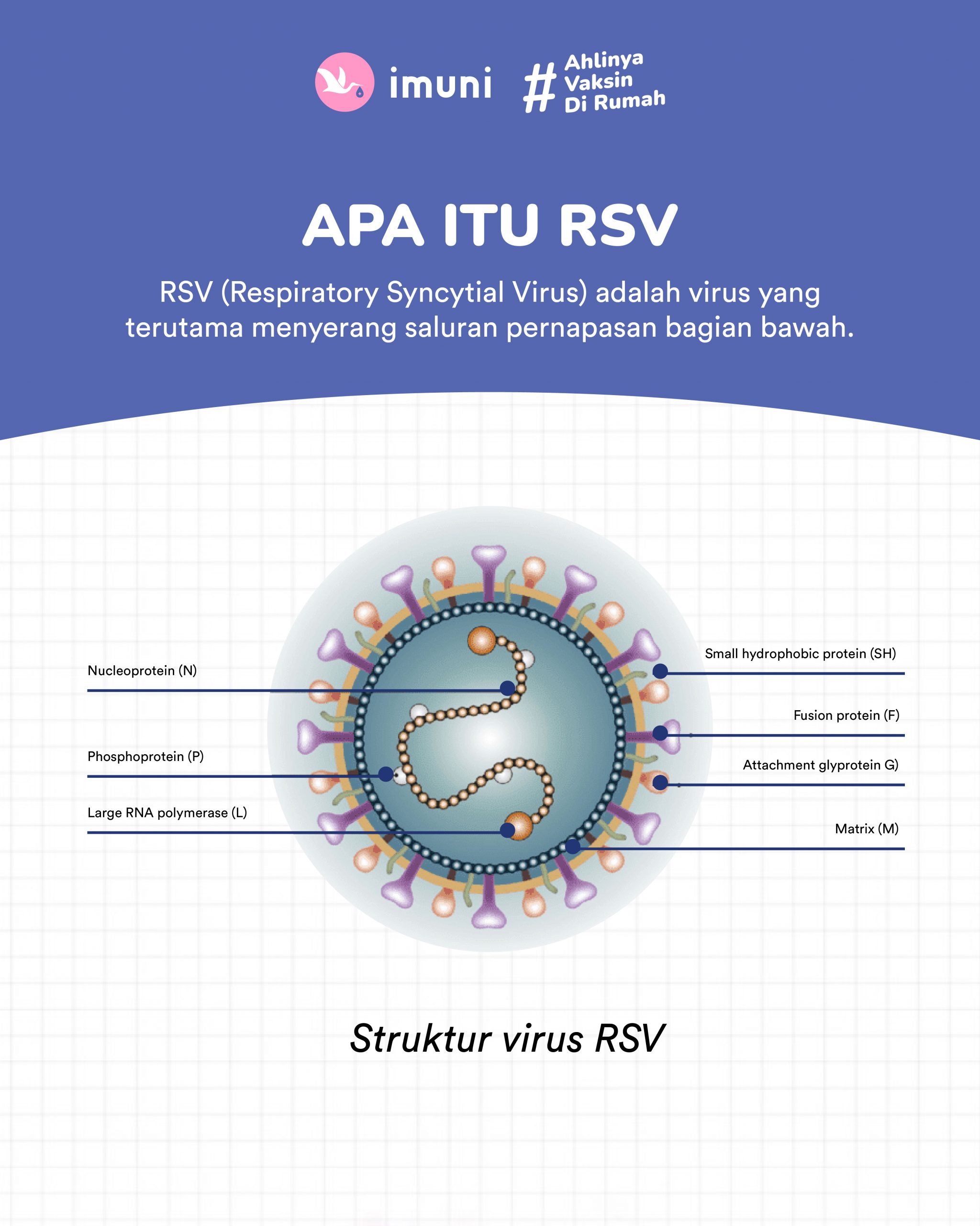 VAKSIN RSV AREXVY SUDAH TERSEDIA DI IMUNI - imuni
